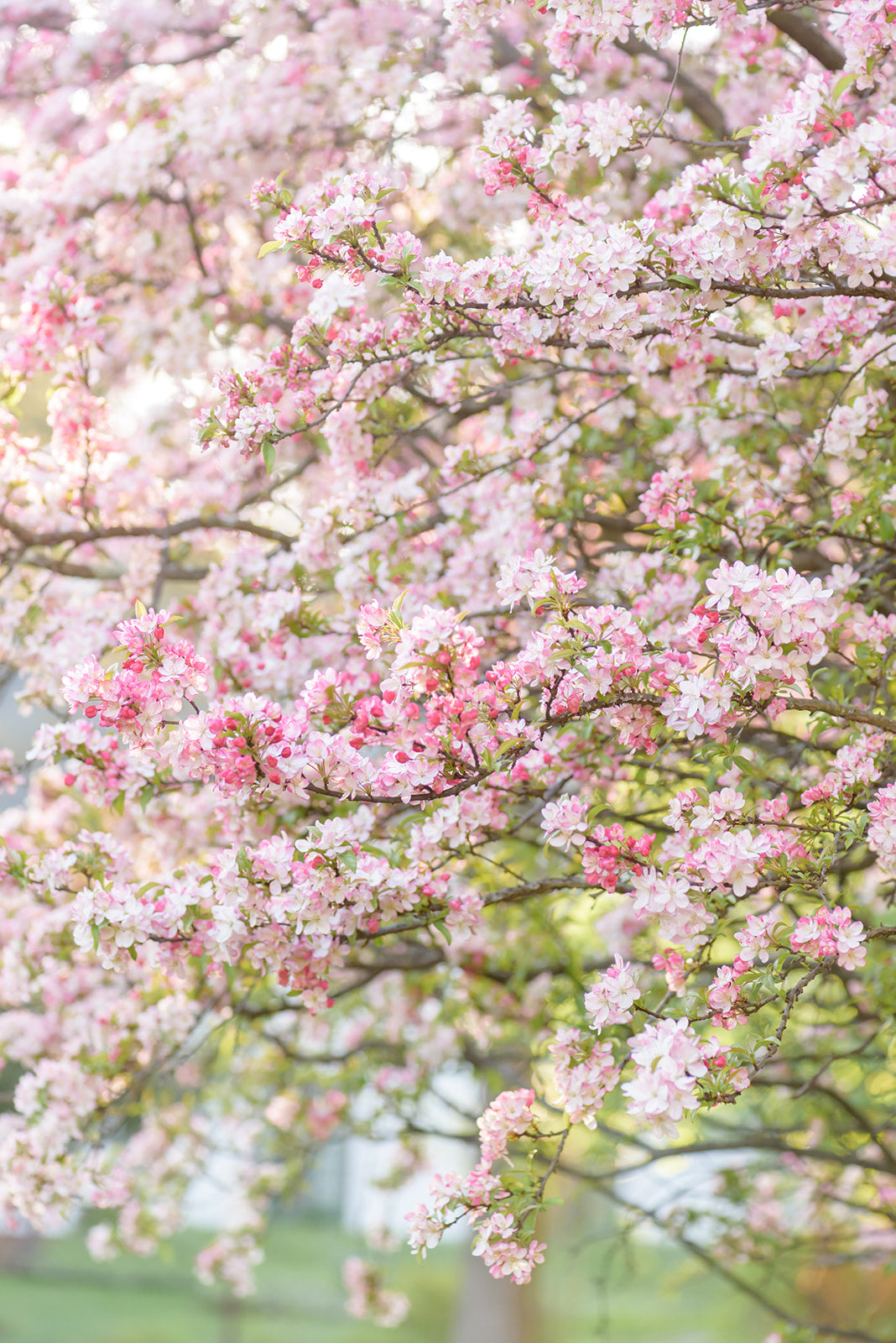 Honoring Inner Beauty: Stories of Strength, Resilience, and Wellness ...